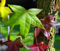 Amberboom, Liquidambar styraciflua kopen